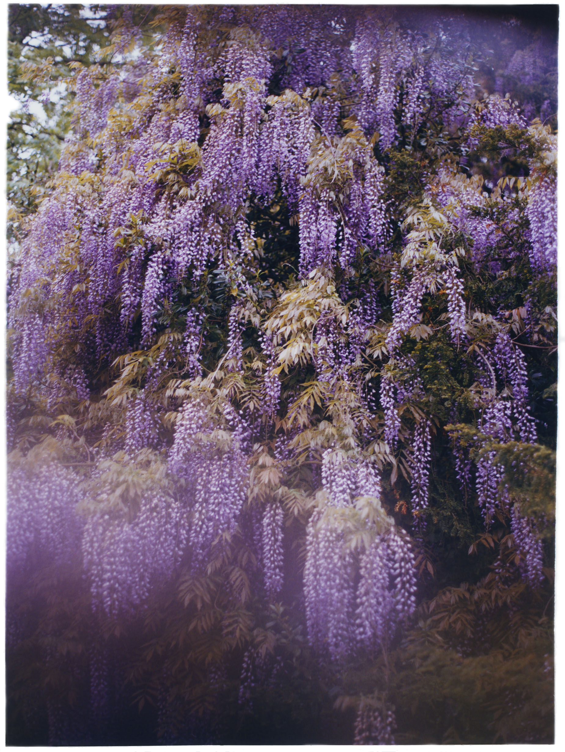 LILY_VETCH_SCAN02 – Lily Vetch